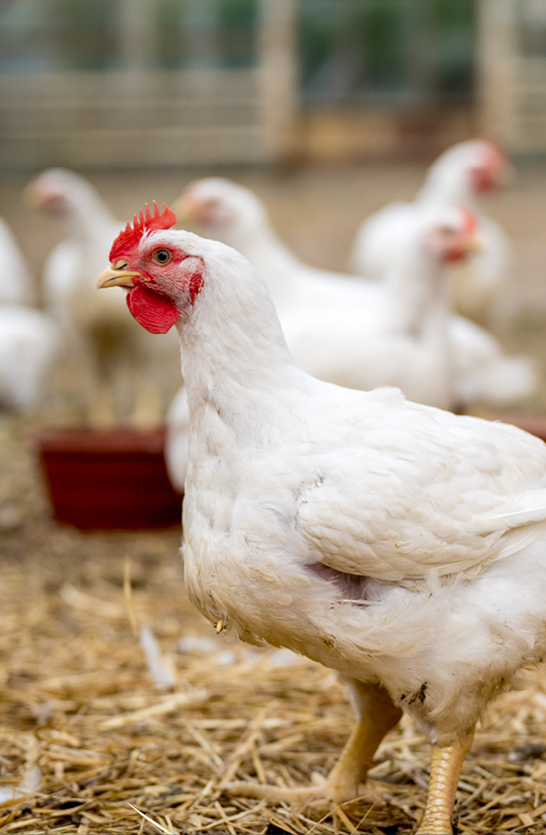 Breeding Sustainability | Aviagen